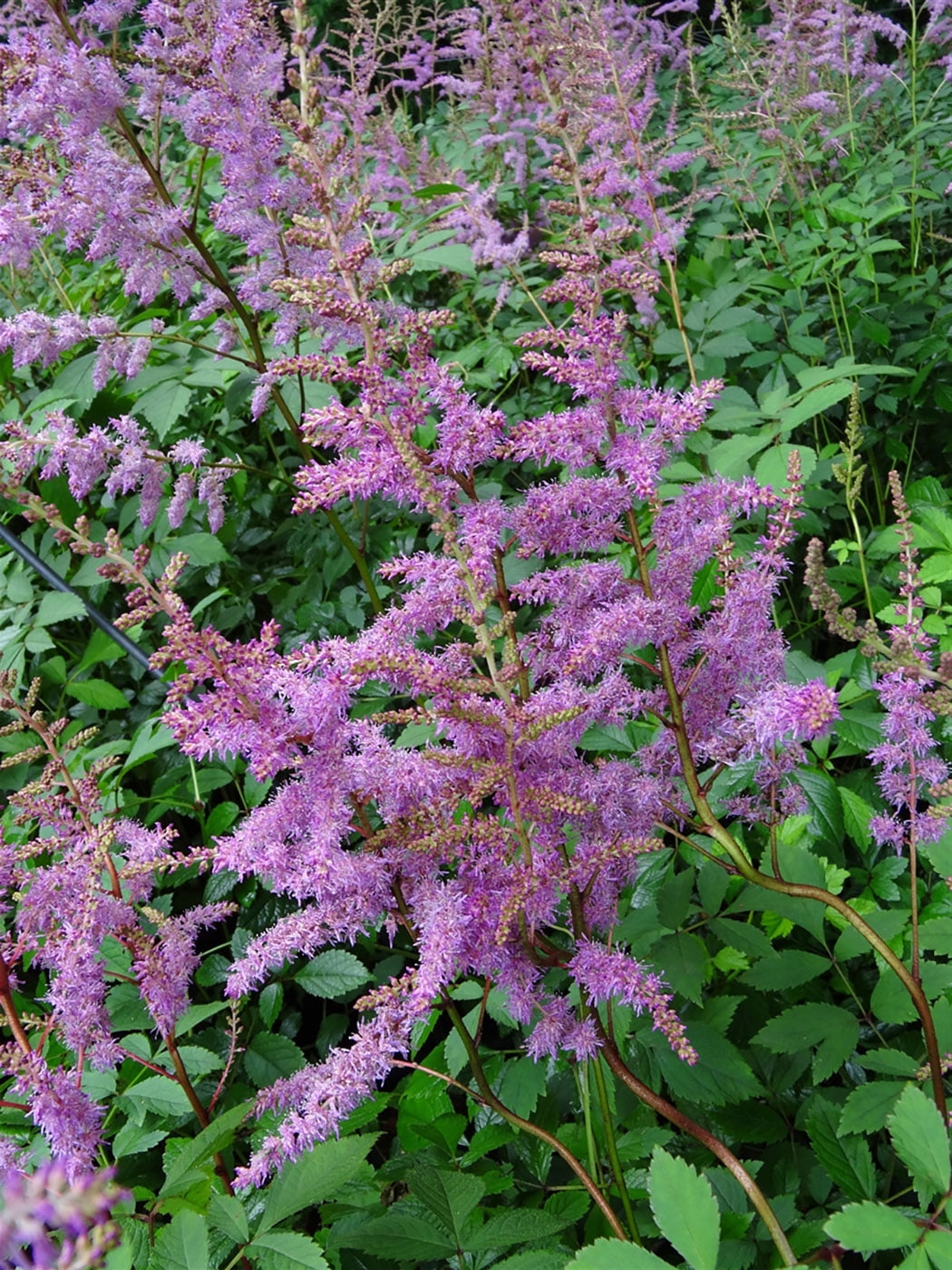 Amethyst Astilbe - Live Plant - Quart Pot - Walmart.com