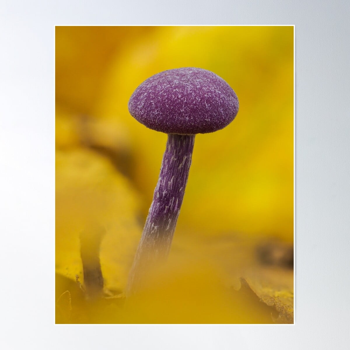 Amethyst Deceiver Poster Wall Art, Modern Wall Decor For Living Room ...