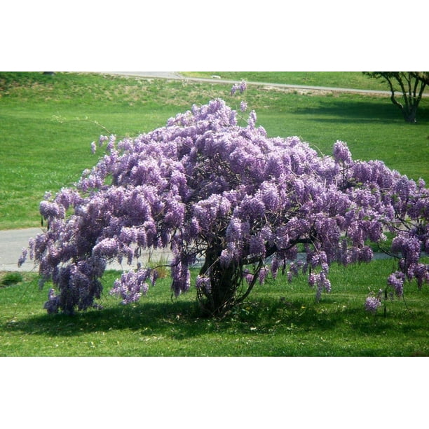 Amethyst Falls Wisteria - Live Plant in a 3G Gallon Grower's Pot ...