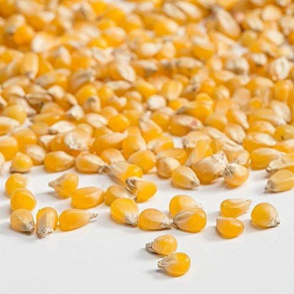 Amish Country Popcorn, Ladyfinger Kernels, 6 lb Bag - Walmart.com