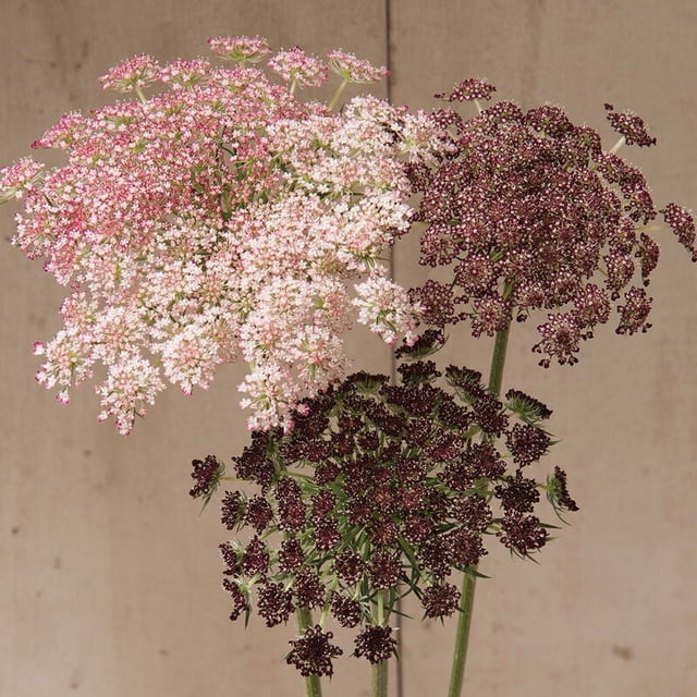Ammi Dara Flower Seeds for Planting (100 Seeds) - Mixed Color Queen ...