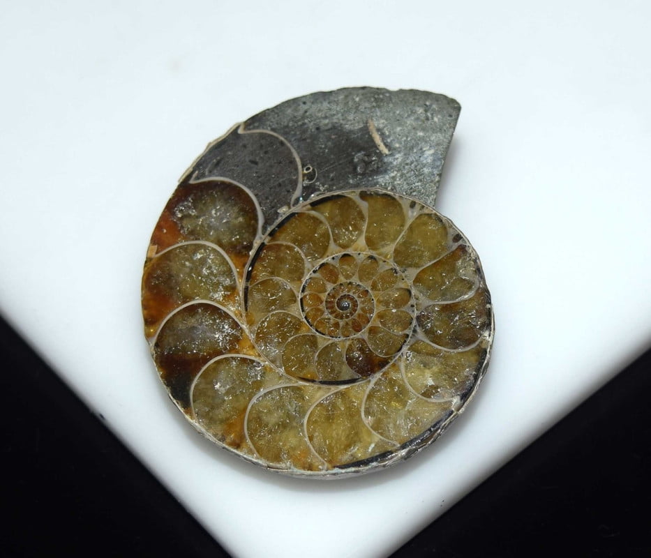 Ammonite Fossil Conch Natural Ammonite Fossil Gemstone 114.00 Cts ...