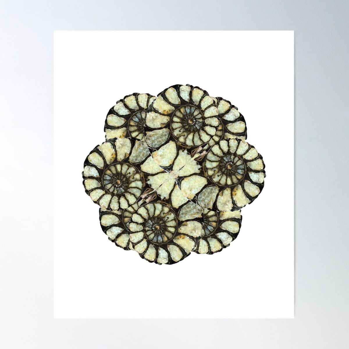 Ammonite Fossil Natural Spiral Design Poster Wall Art, Modern Wall ...