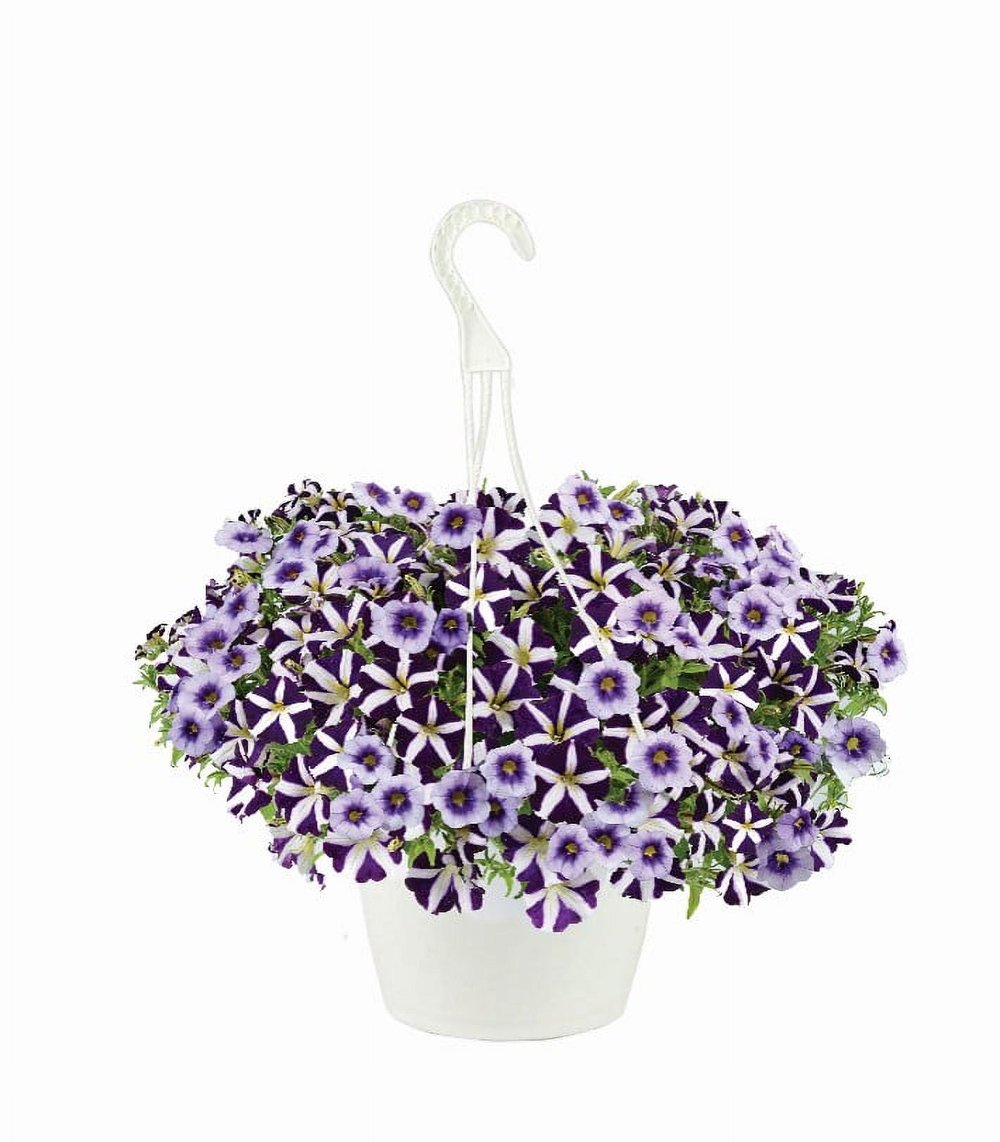 Amore 1.5G Purpleprince Amore Combo - Walmart Business Supplies