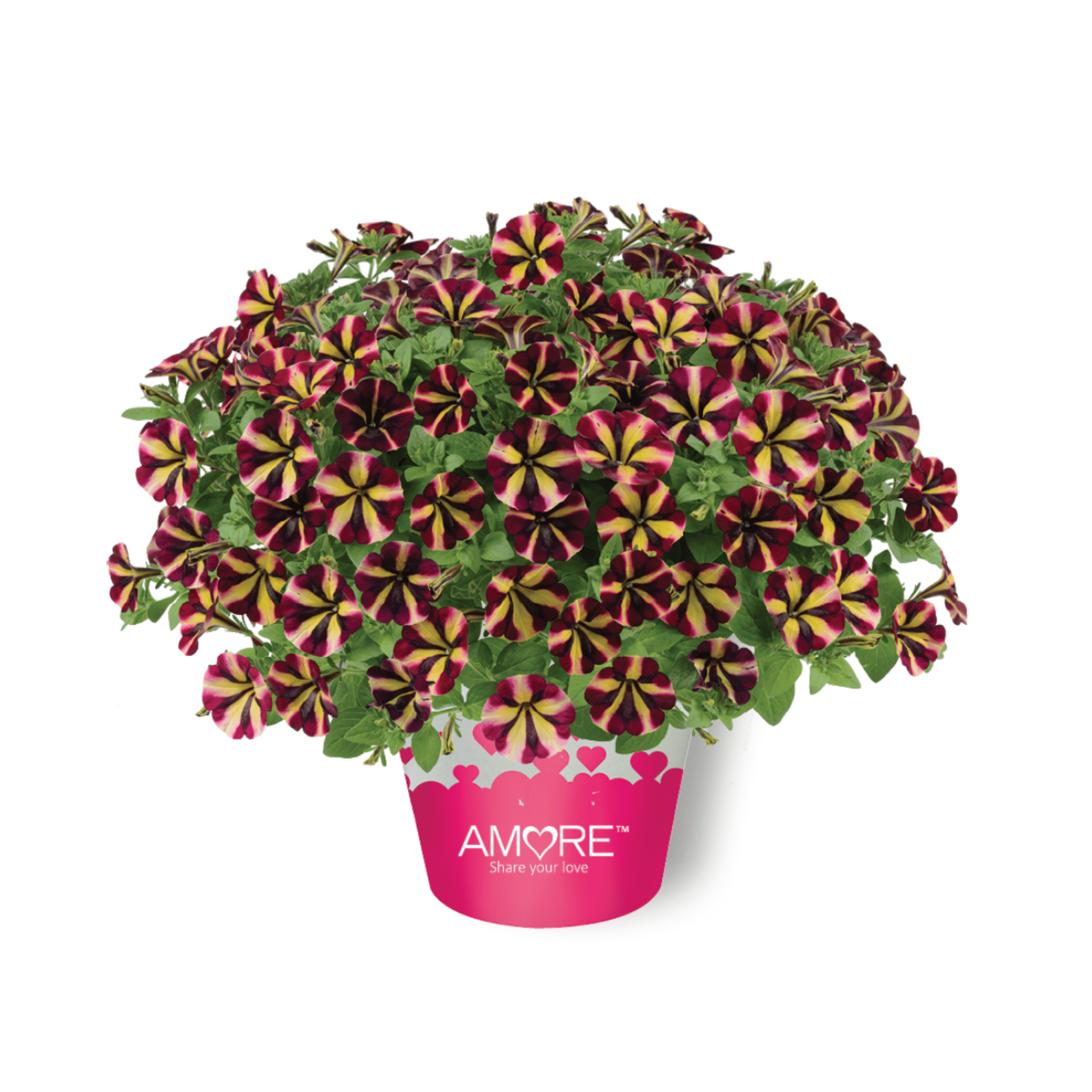 Amore 1QT Fiesta Pink Petunia Live Plants, Full Sun with Grower Pot ...