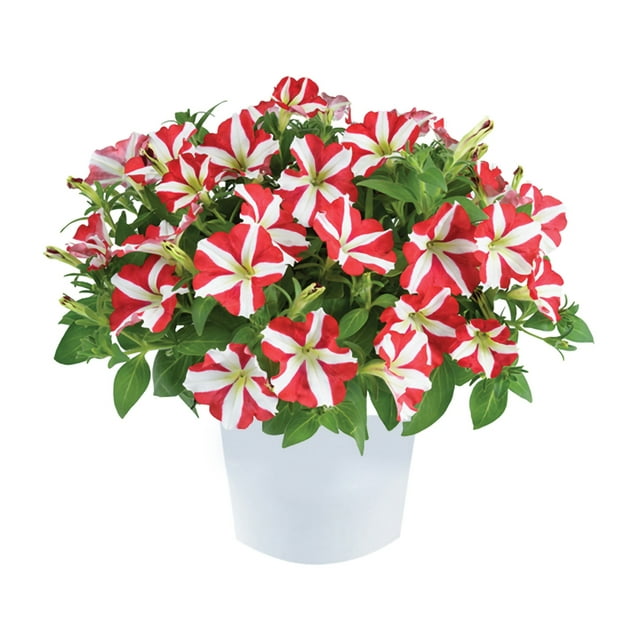 Amore 1QT Queen of Hearts Petunia Pink & White Bi-Color Live Plant Full ...