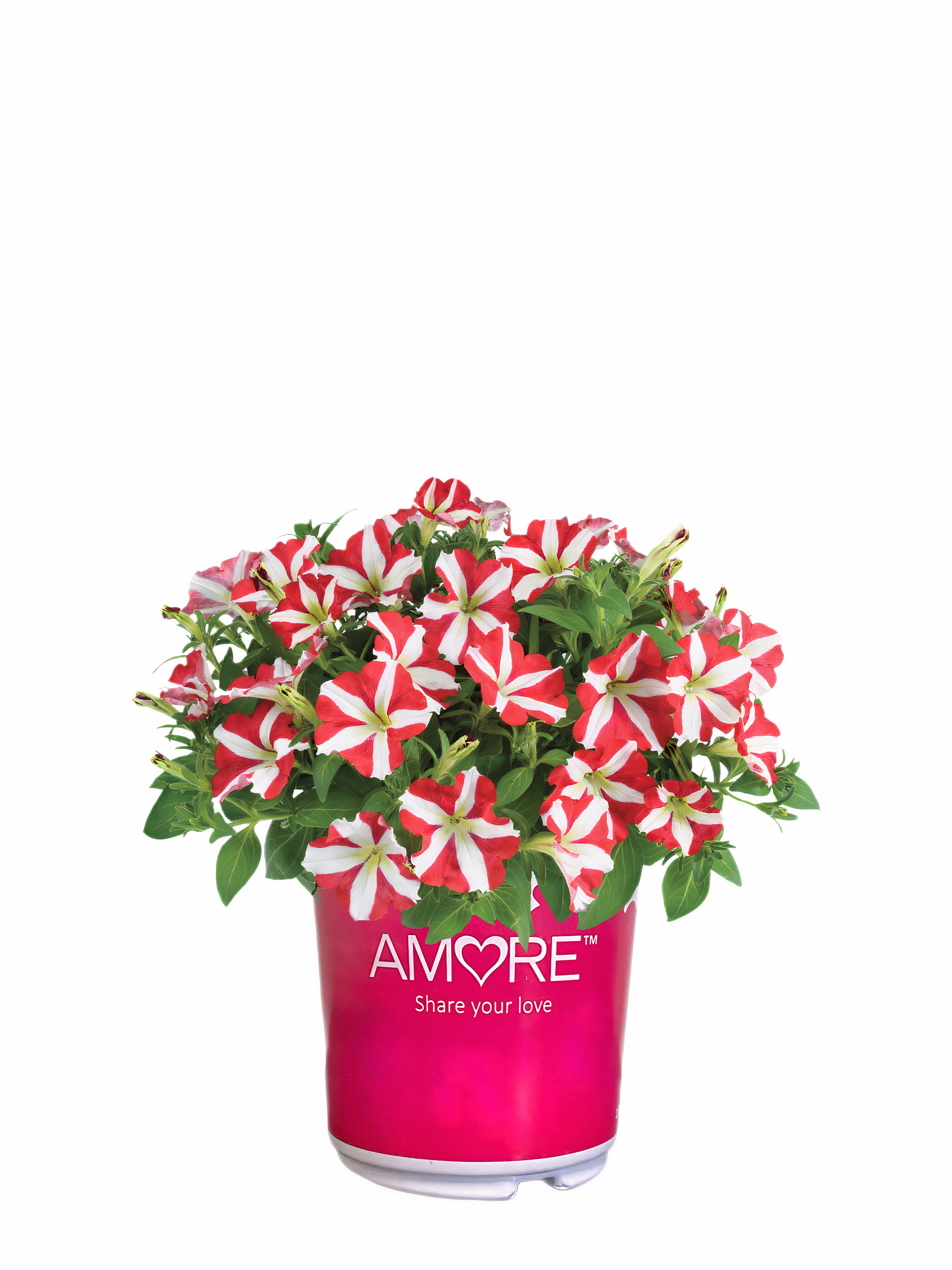 Amore 2.5Qt Pentuia Amore Red Live Plant Grower Pot Full Sun - Walmart.com