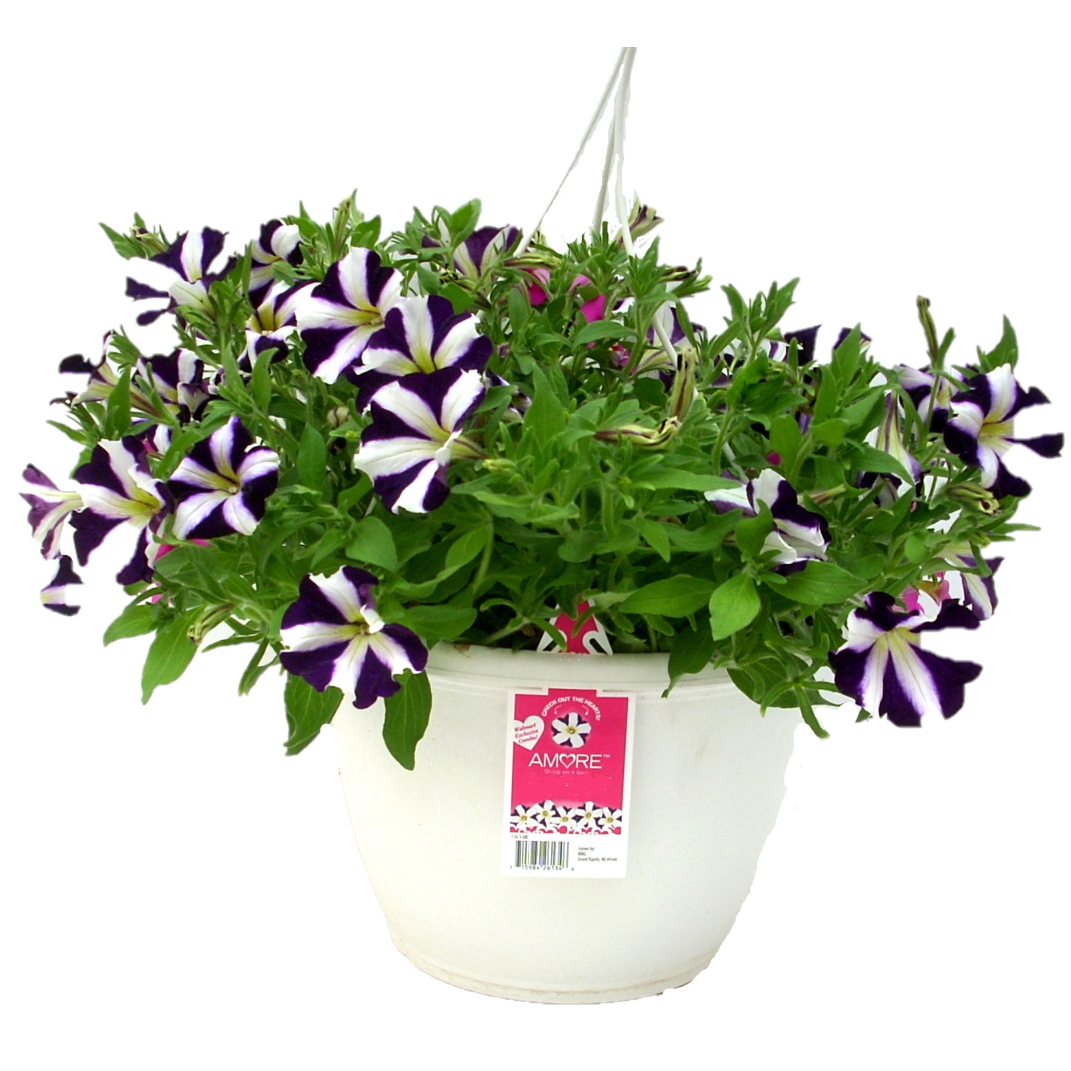 Amore 2G Purple Prince Petunia Combo, HB, Live Plants, Full Sun ...