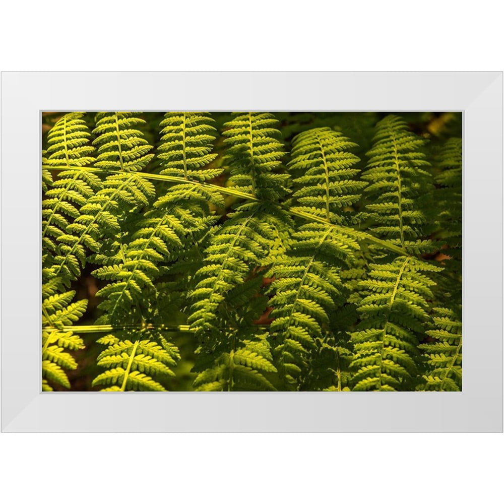 Amos, Andy 24x17 White Modern Wood Framed Museum Art Print Titled ...