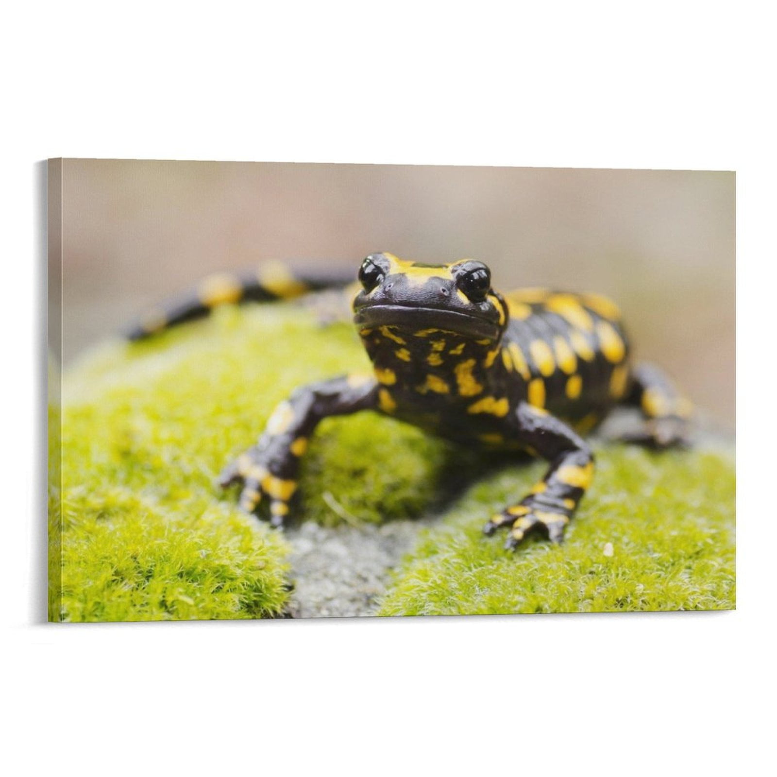 Amphibian Salamanders Wallpapers Education Poster (3) Canvas Wall Art ...