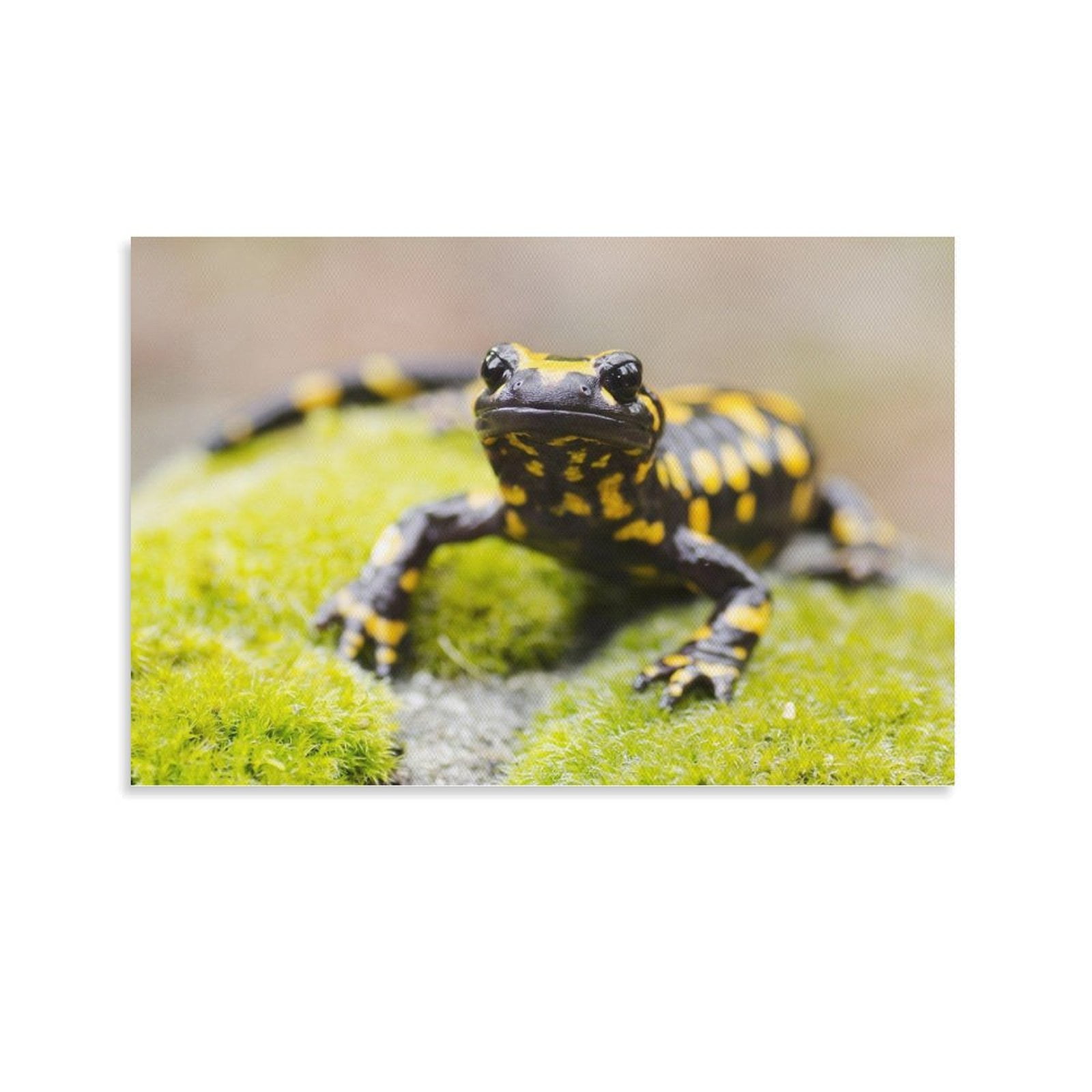 Amphibian Salamanders Wallpapers Education Poster (3) Canvas Wall Art Prints Poster Gifts Photo ...