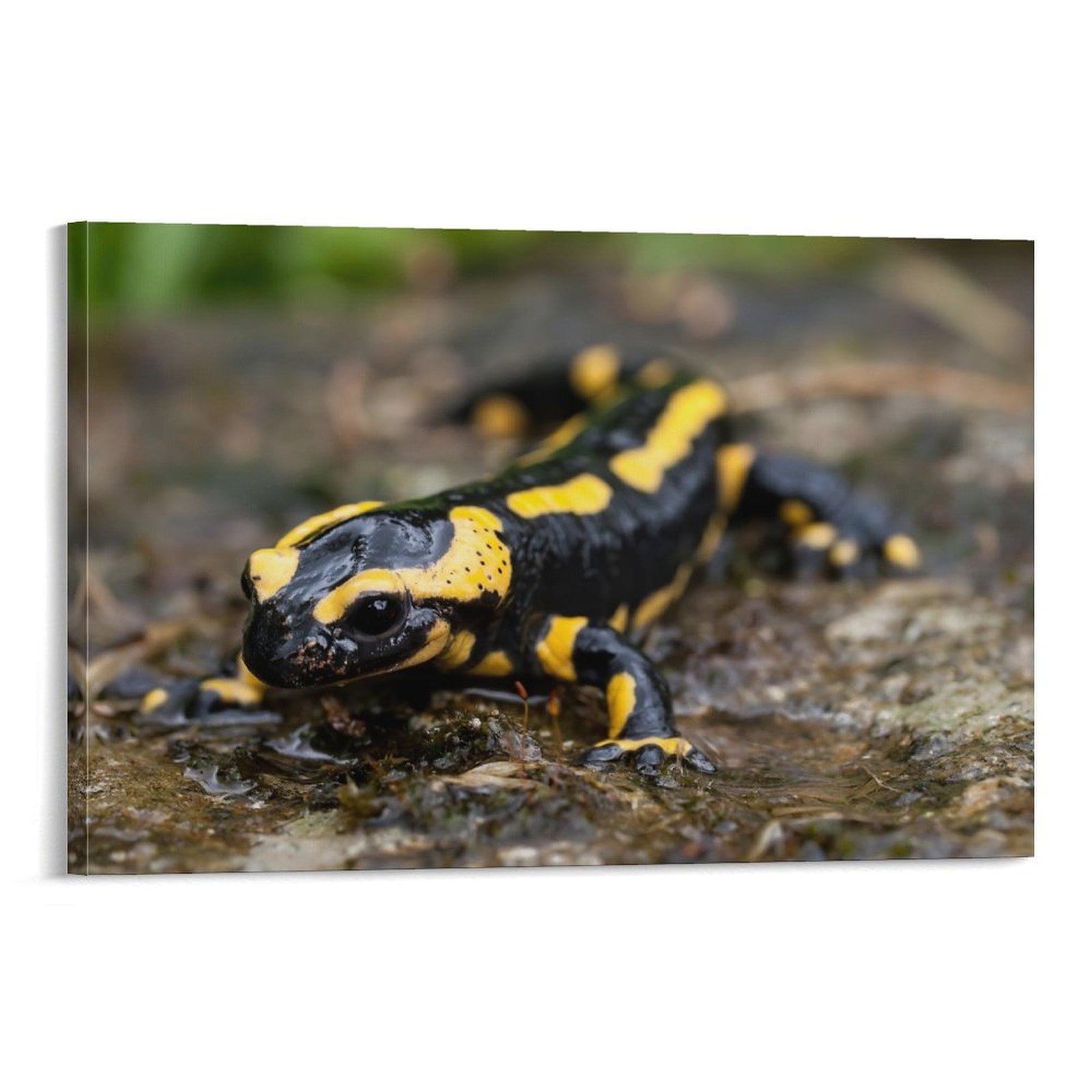 Amphibian Salamanders Wallpapers Education Poster (4) Art Poster Canvas Painting Decor Wall ...