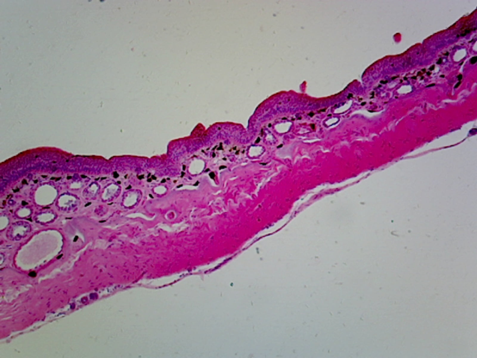 Slide, Amphibian Skin; Cross Section - Walmart.com