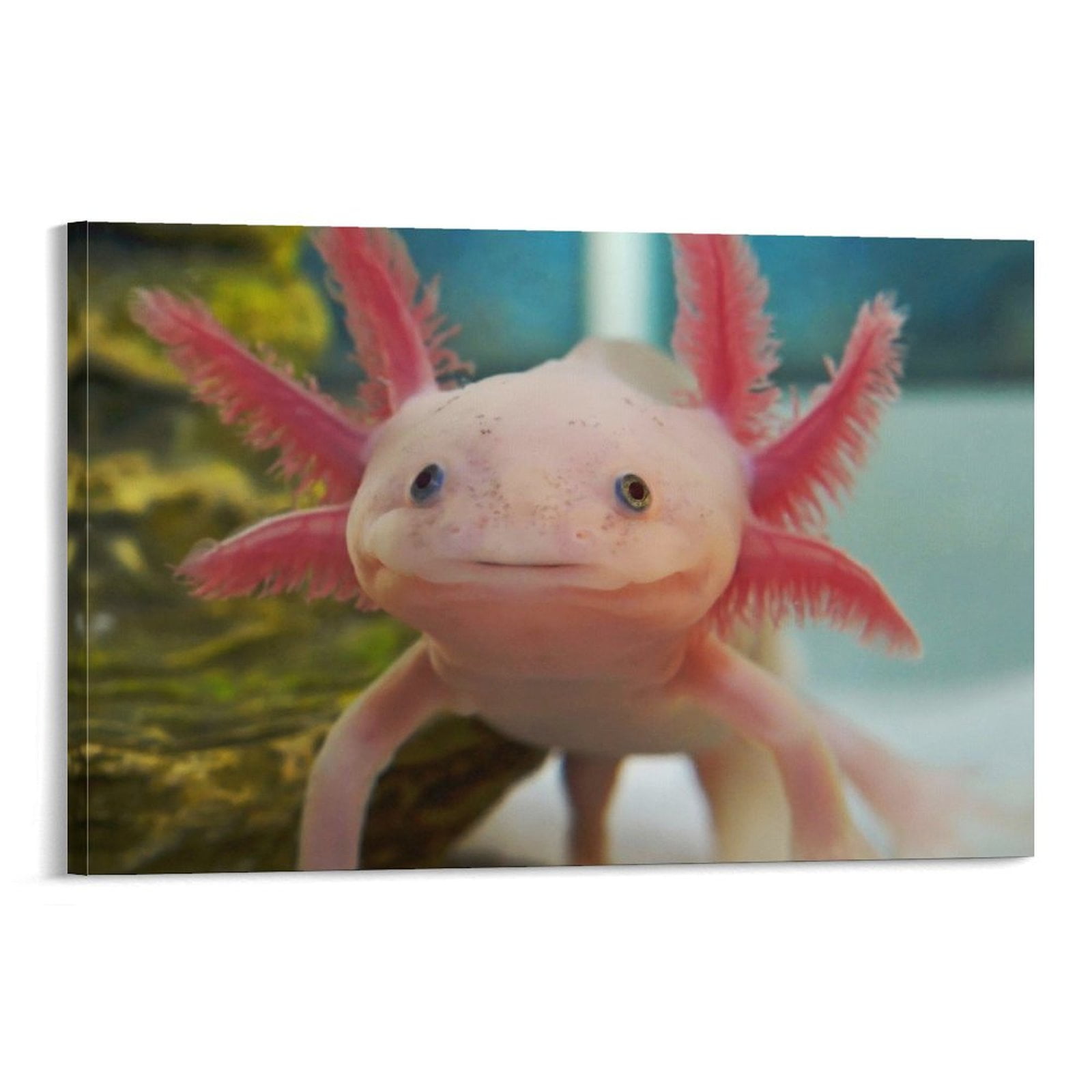 Amphibians Described Axolotl Wallpapers Education Poster Poster Cool ...