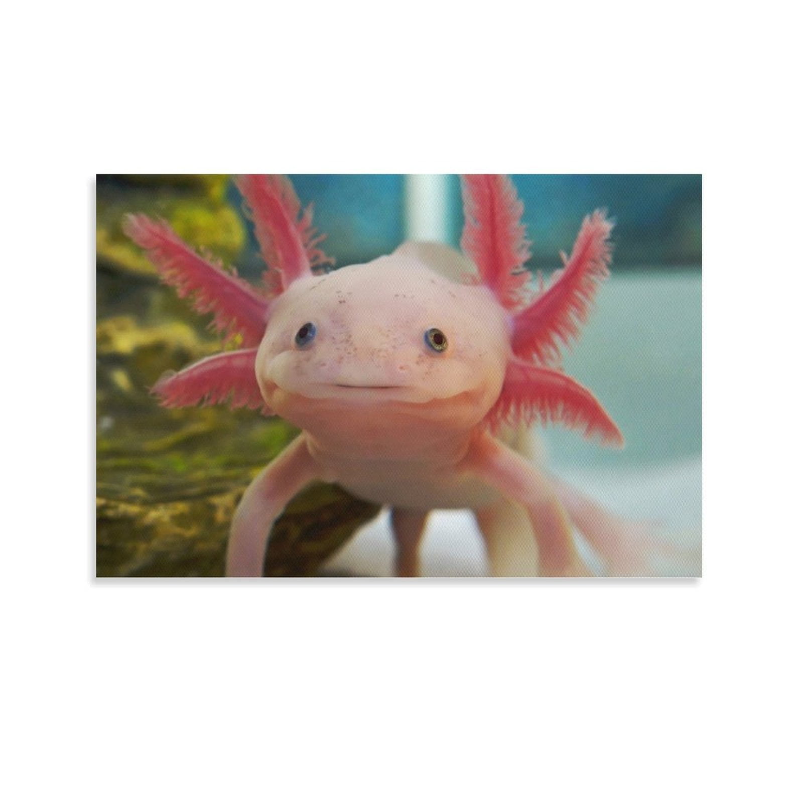 Amphibians Described Axolotl Wallpapers Education Poster Print Photo ...