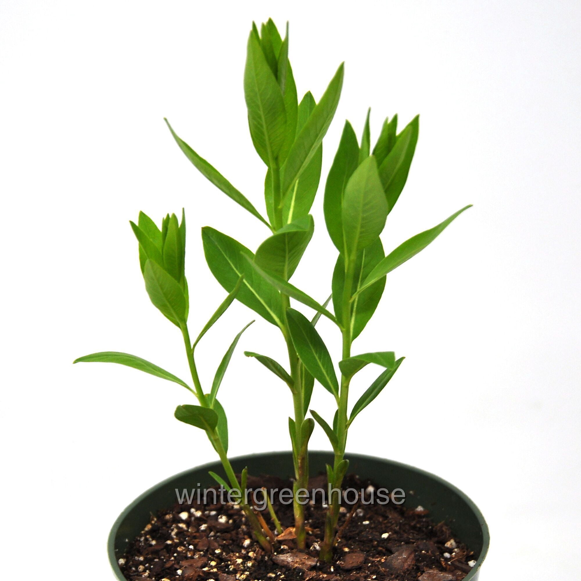 Amsonia 'Blue Ice', Blue Star - Pot Size: 4.5" - Colorful Foliage ...
