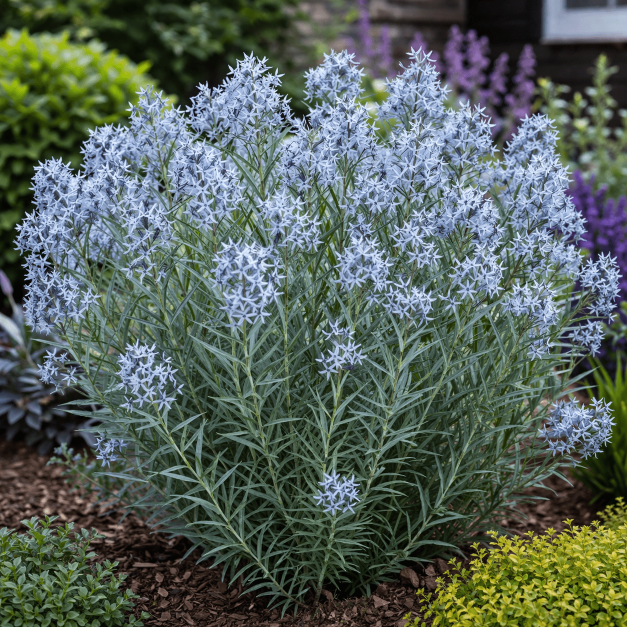 Amsonia ‘Blue Ice’ Plug Plant – Hardy Perennial Starter – Light Blue ...
