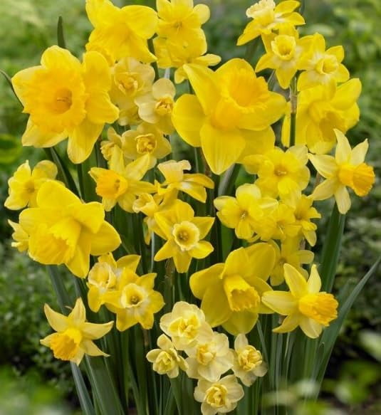 Amsterdam Daffodil Mix Beautiful Mix of Yellow Daffodils 10 Bulbs ...