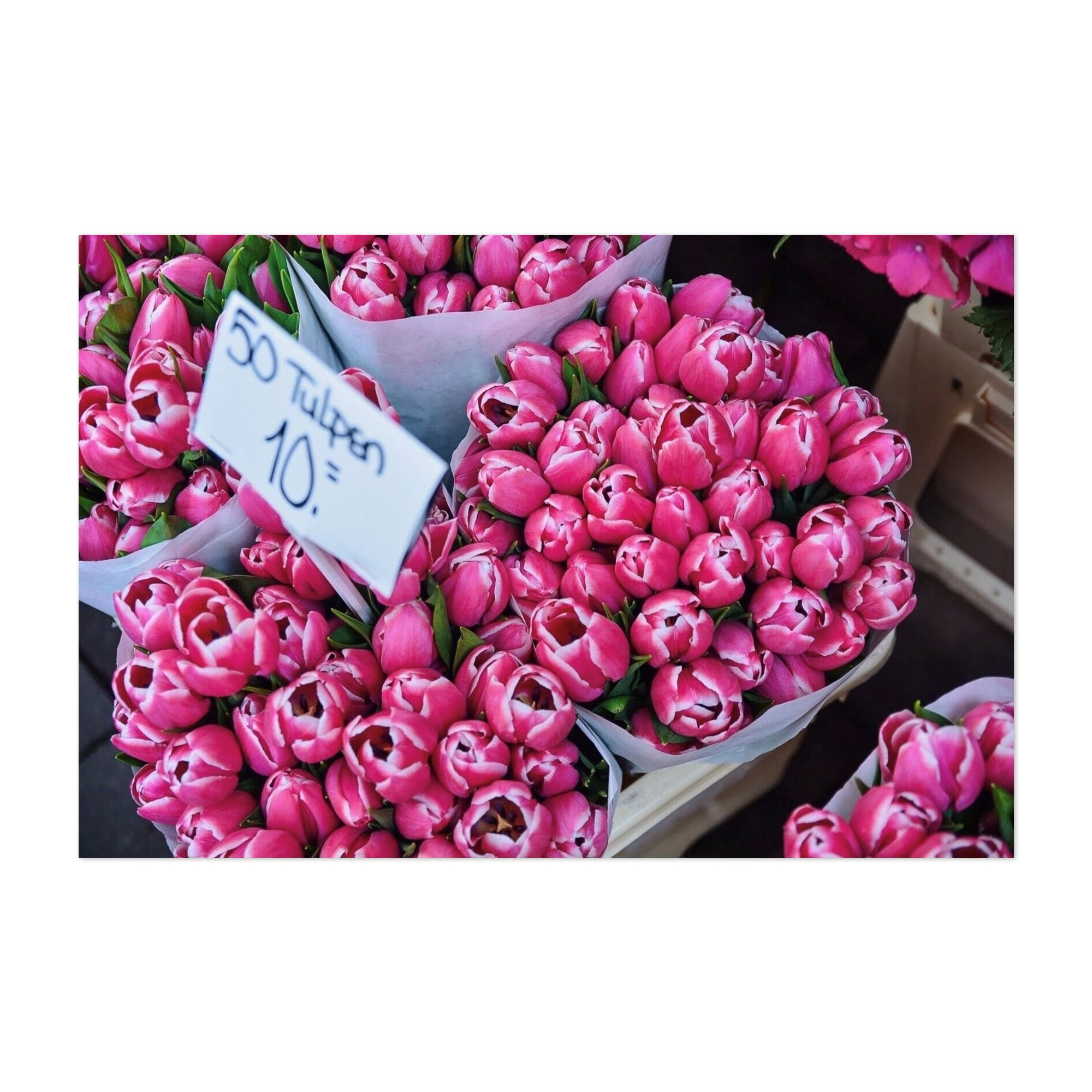 Amsterdam Market Tulips - Amsterdam North Holland The Netherlands ...