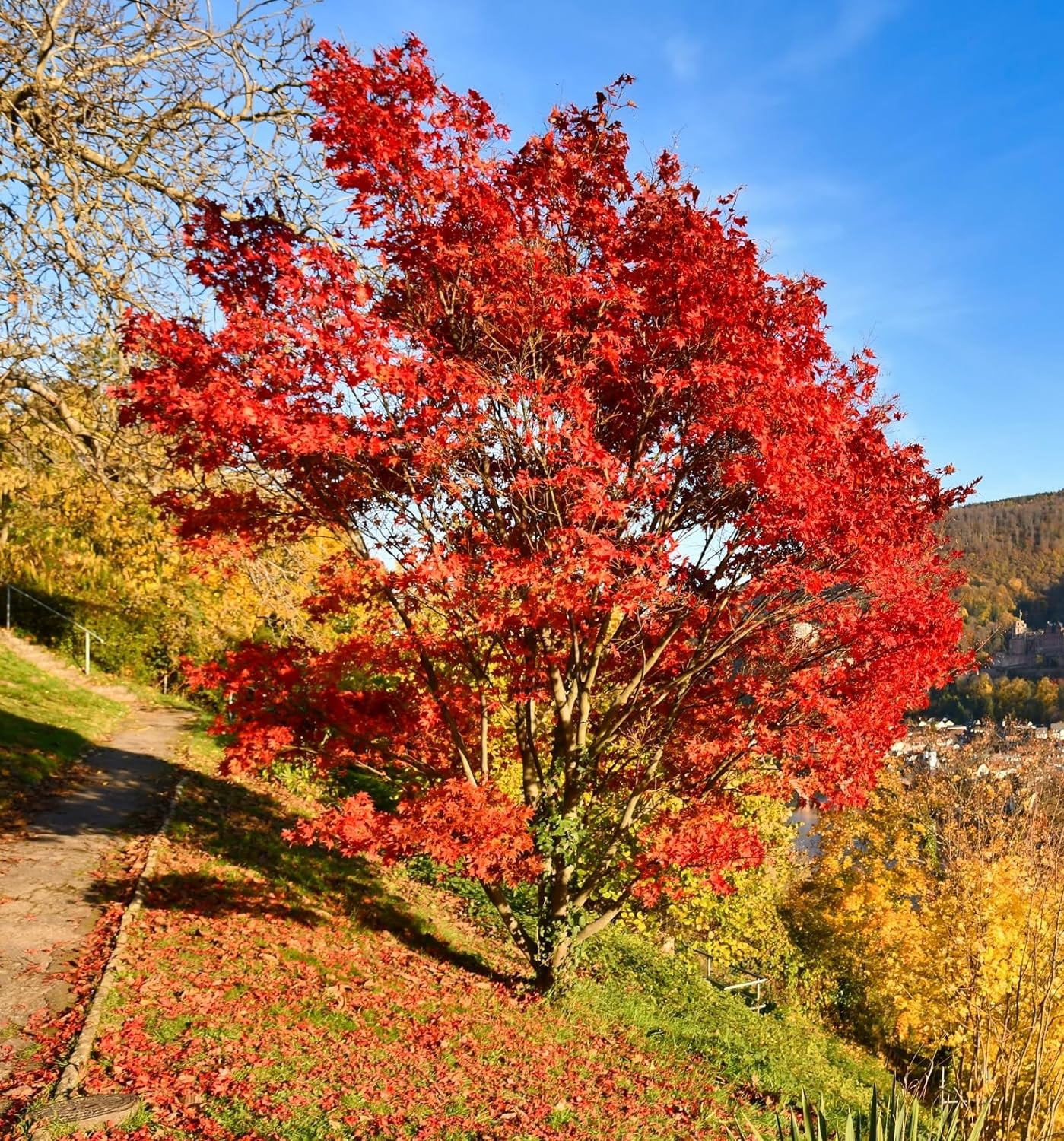 CZ Grain Amur Maple Live Plant Seeds, Landscape Tree - Walmart.com