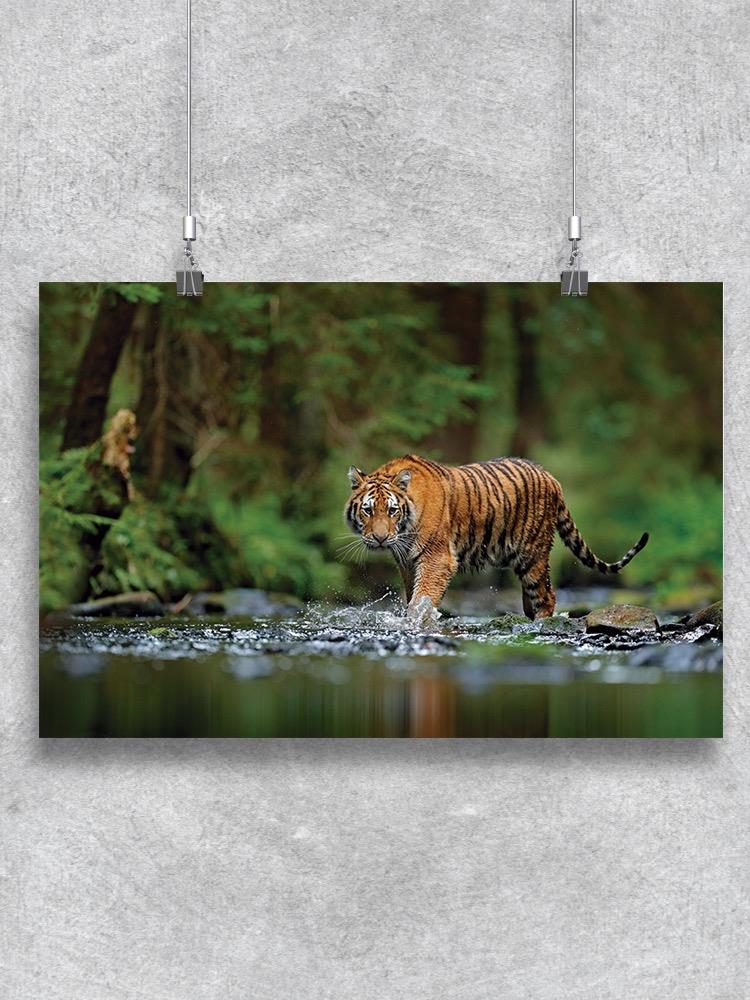 Amur Tiger Poster -Image by Shutterstock - Walmart.com