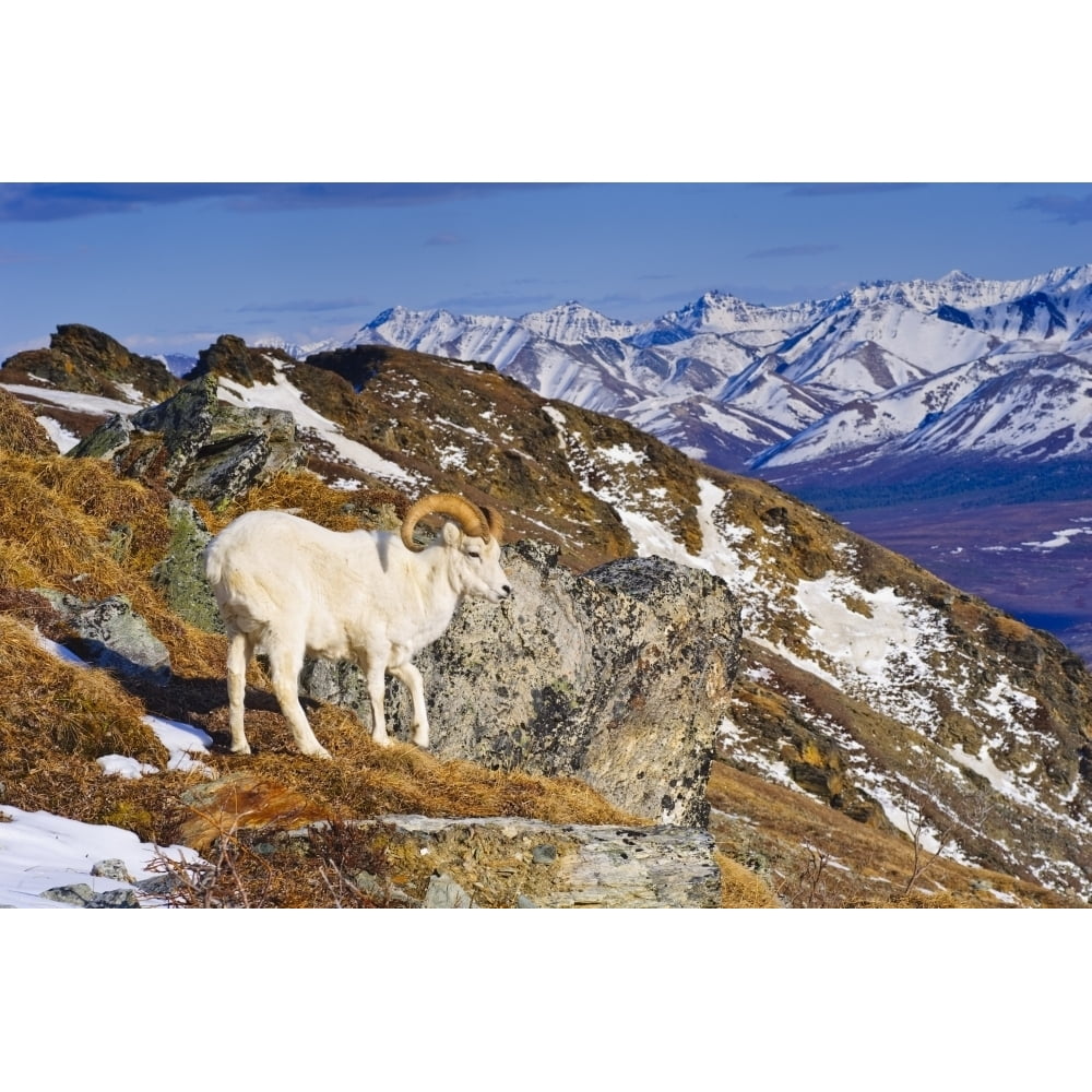 An Adult Dall Sheep Ram Standing On Mount Margrett With The Alaska ...