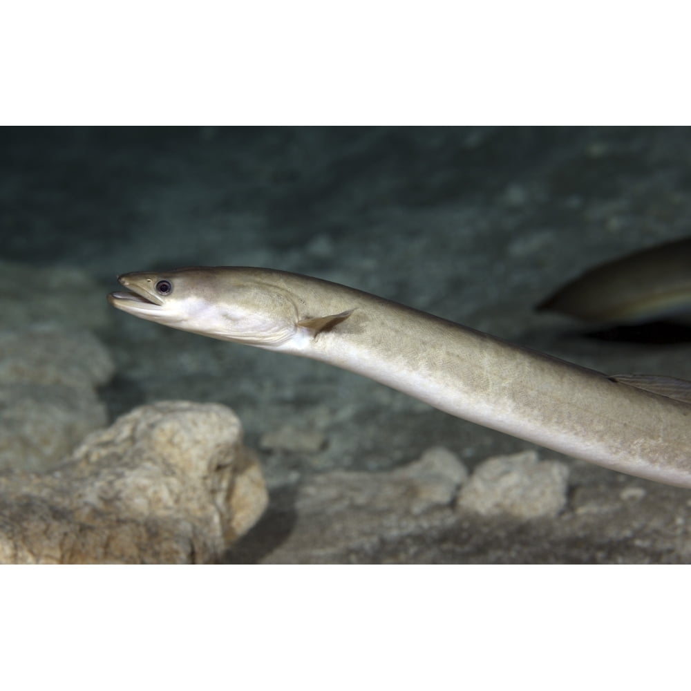 An American Eel patrols the sandy bottom of Morrison Springs cavern ...