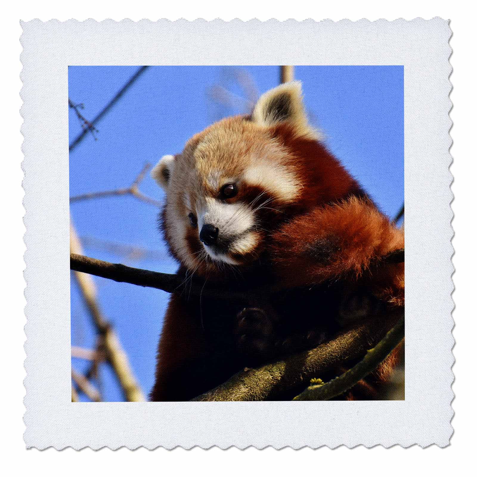 3dRose, An Cute and Fluffy Red Panda Sitting in a Tree, 8x8 inch quilt ...