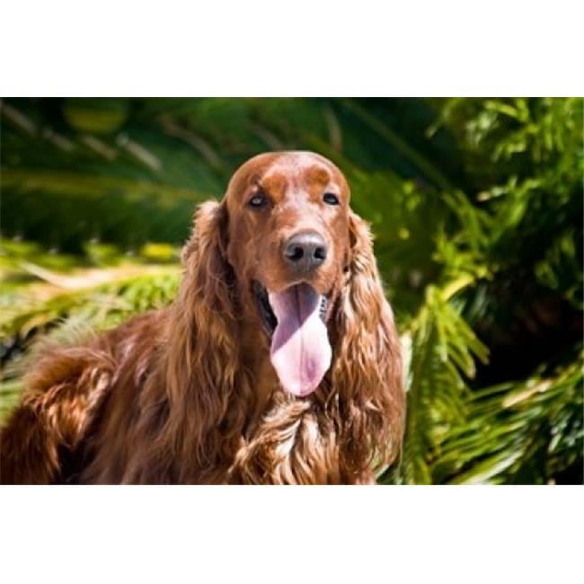 An Irish Setter Lying Surrounded by Greenery Poster Print by Zandria ...