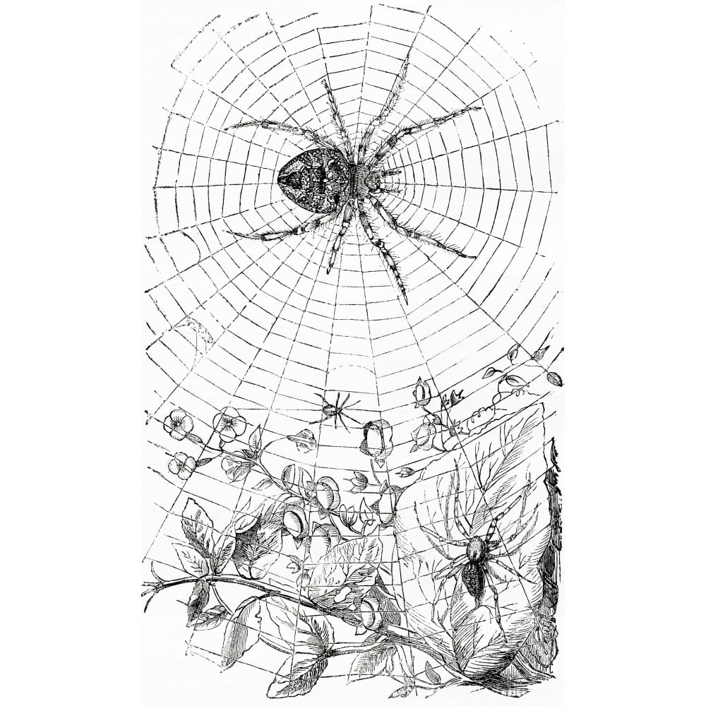 An Orb-Weaver Spider Or Araneid. From Los Precursores Del Arte Y De La ...