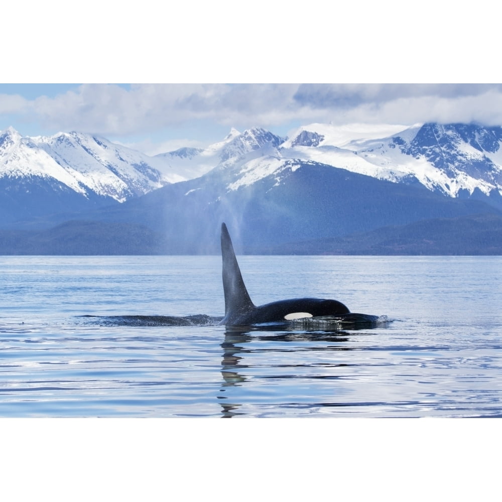 An Orca Whale surfaces near Juneau Lynn Canal Chilkat Mountains Inside ...