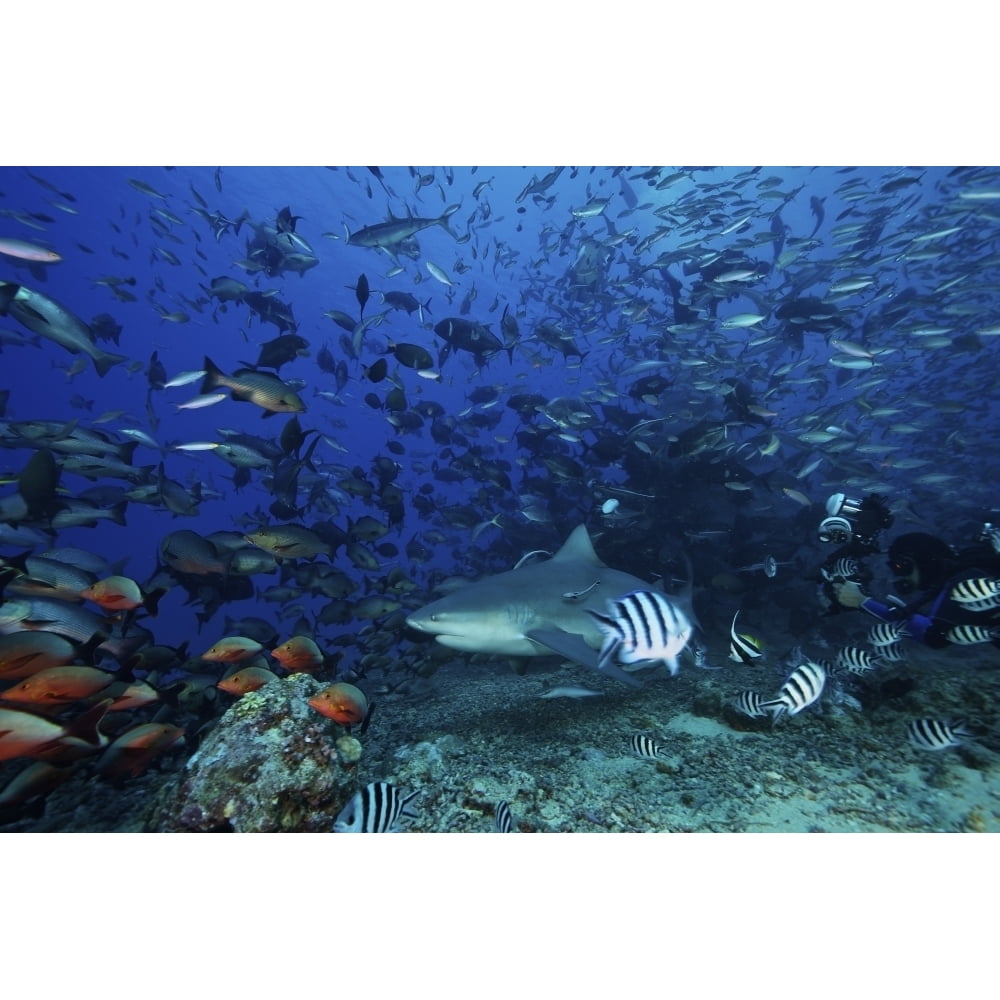 An underwater photographer films a large bull shark surrounded by ...