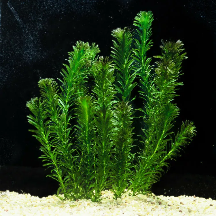 Anacharis (Elodea Egeria Densa) - Easy Live Aquarium Plant - Walmart.com