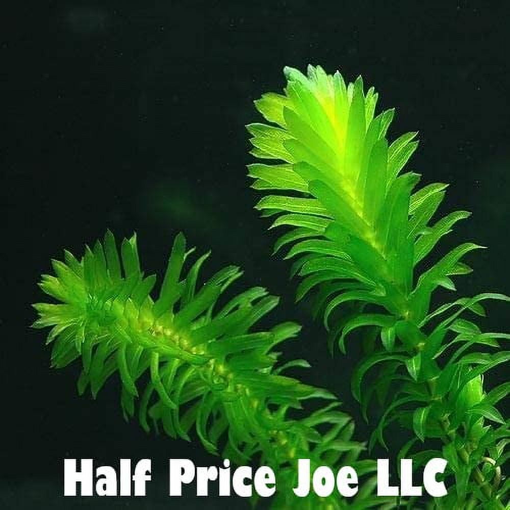 Half Price Joe's 20+ Anacharis (Elodea) Plant Branches , for Oxygenating Aquariums & Ponds ...