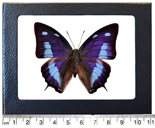 Anaea cyanea Recto Blue Butterfly Peru Framed - Walmart.com