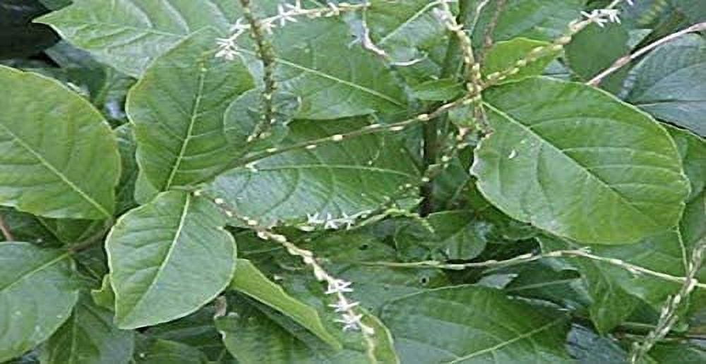 Anamu Full Plant with Roots/Planta de Anamu con Raiz.(We Suggest, Do ...