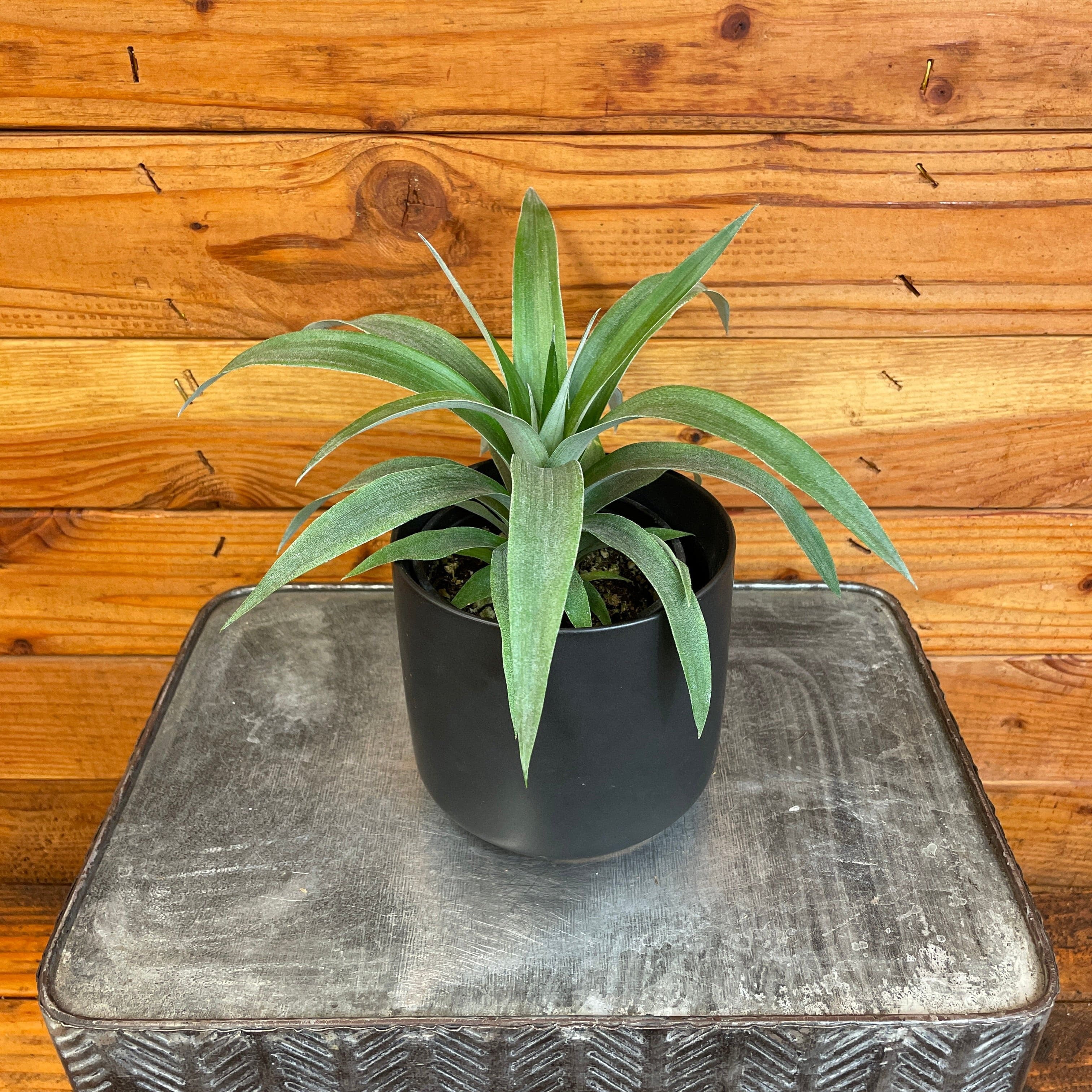 Ananas comosus Mi Amigo Pineapple, 4" Plant, The Plant Farm - Walmart.com