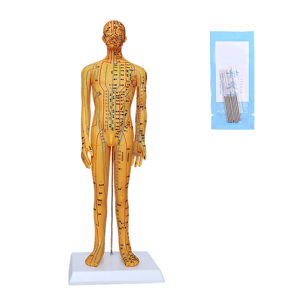 Anatomical Acupunctures Training Model With Needle Set For Study And ...