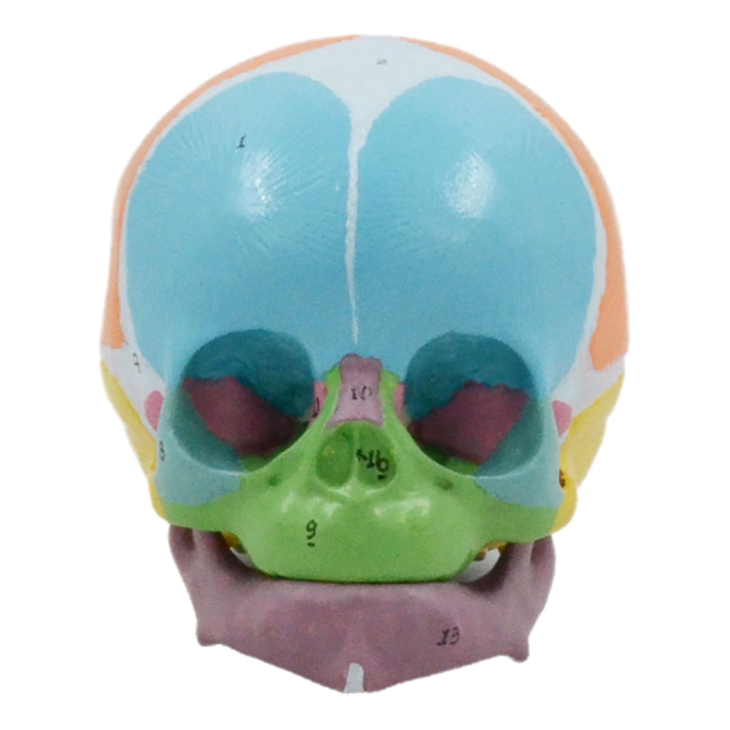 Anatomical Baby Head Model, Number Coded Baby Head Anatomy Model ...