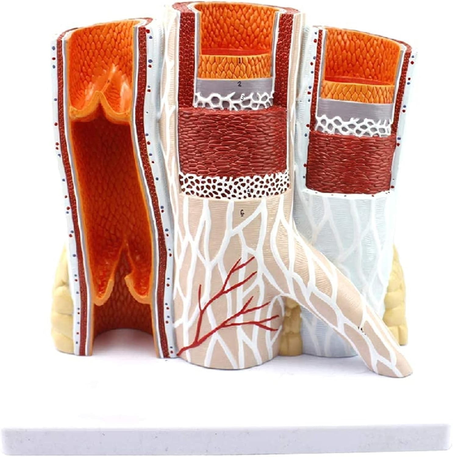 Anatomical Blood Vessel Model Arterial Vein Structure Anatomy ...