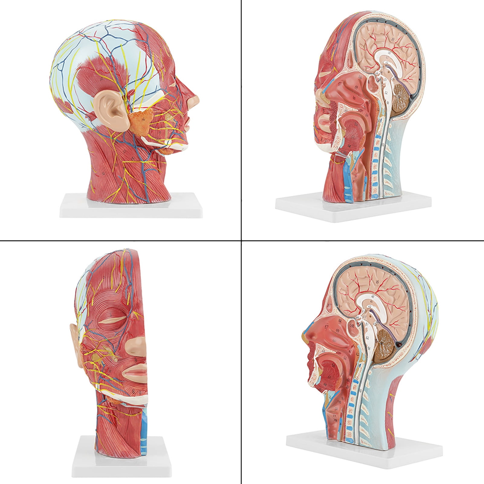 Anatomical Brain Model 10.63x7.87x3.94 inches Anatomical Life Size ...