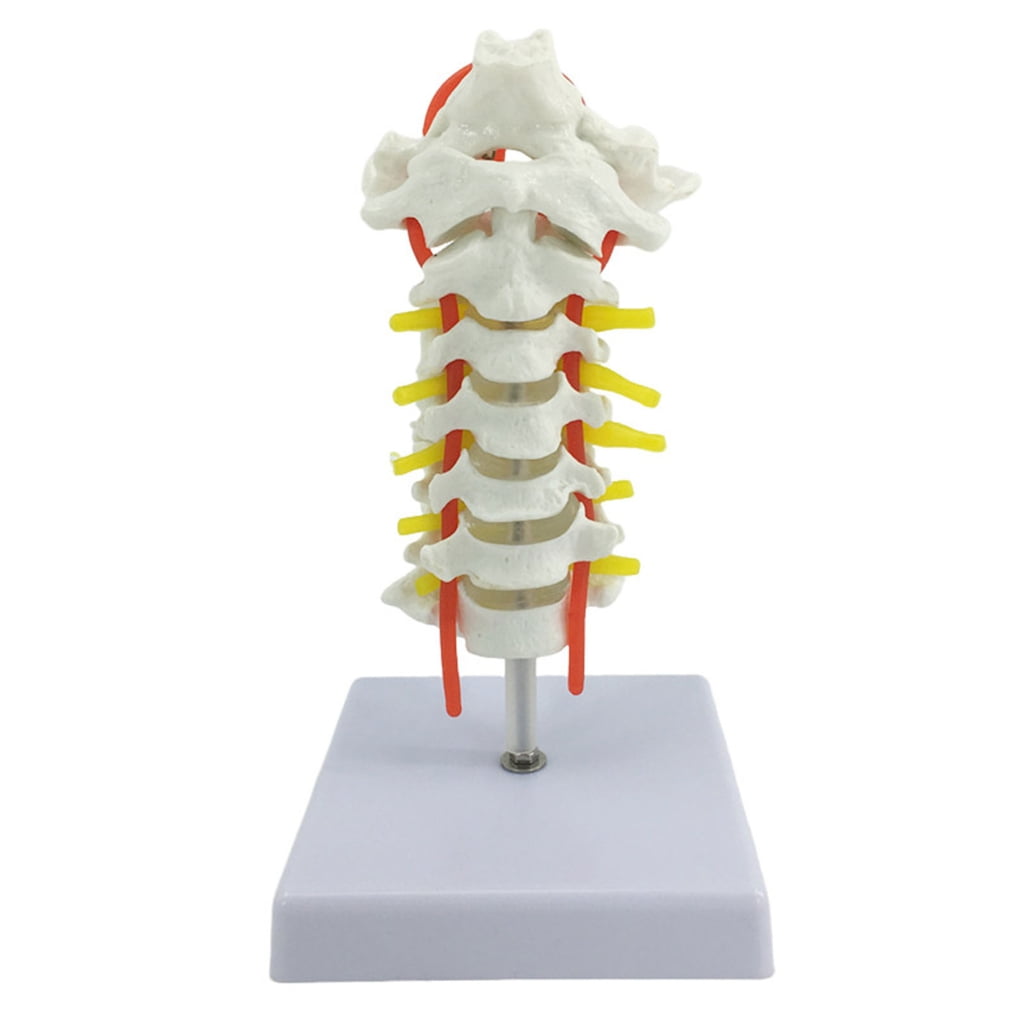 Anatomical Neck Model Featuring Vertebra Discs and Arteries for ...