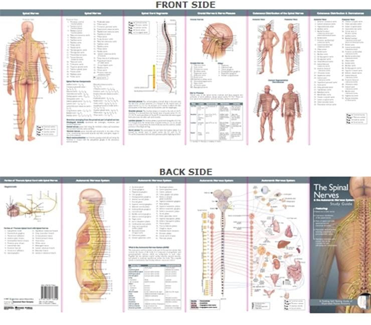 Spinal Nerve Chart Pdf