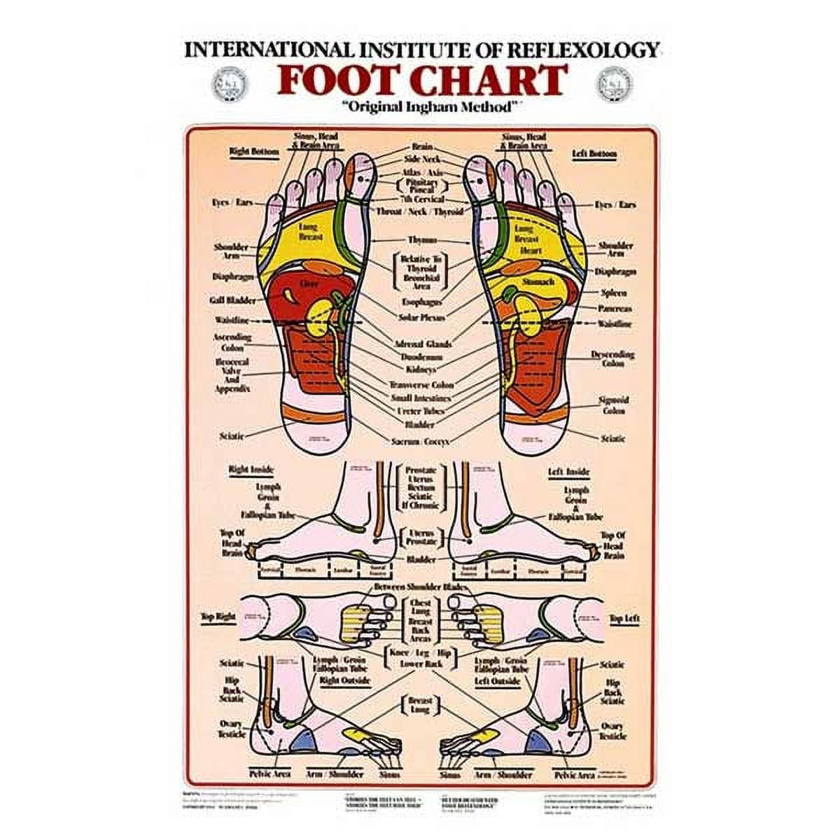 Anatomical Chart Reflexology Styrene Charts-Foot - Walmart.com