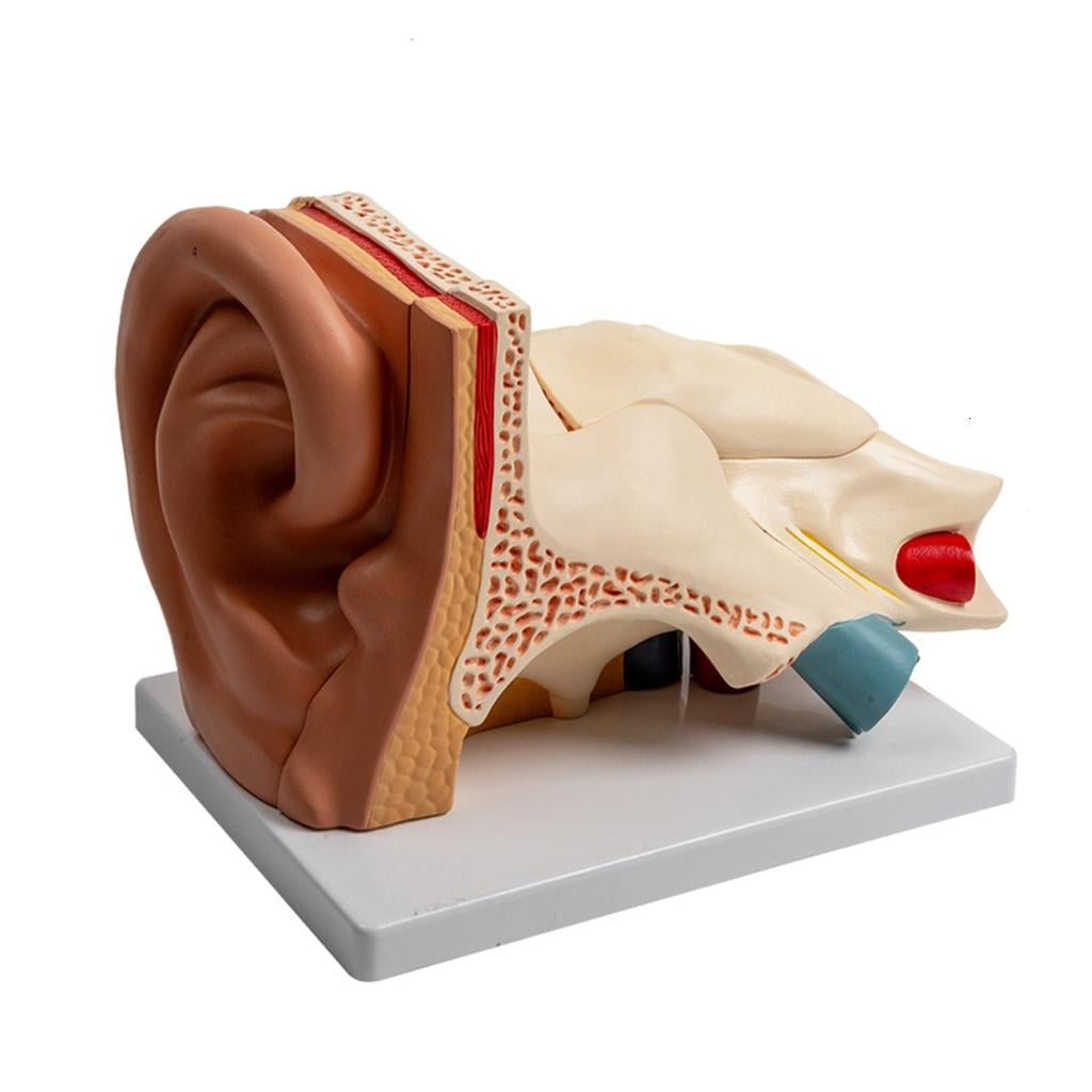 Anatomical Ear Model Enlarged 3D Human Ear Anatomy Model With Display ...