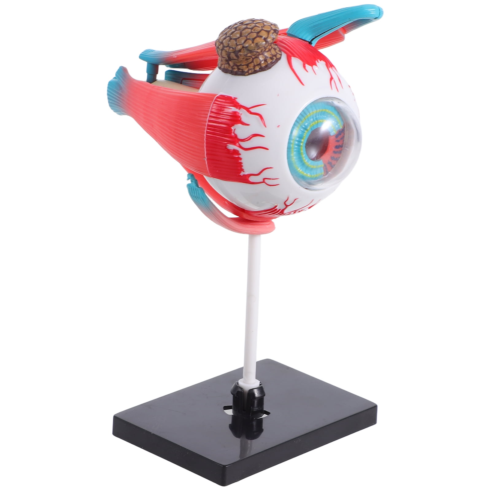 Anatomical Eye Model For Children Human Body Educational Toy Enhance ...