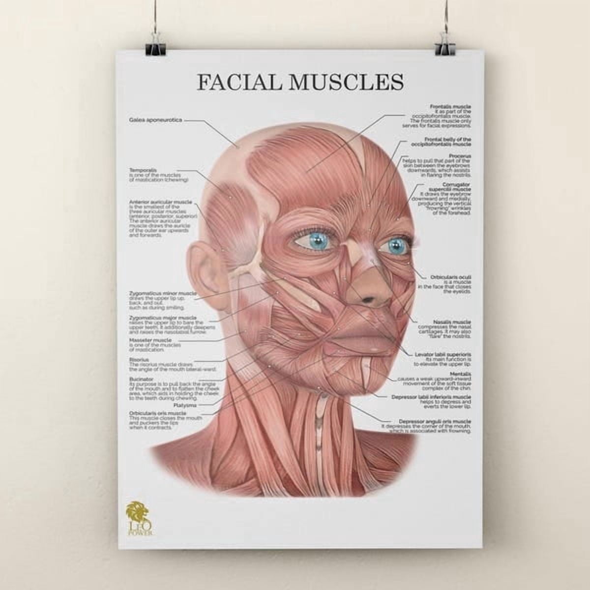Anatomical Face Muscles Poster Facial Anatomy Wall Art Massage & Face ...