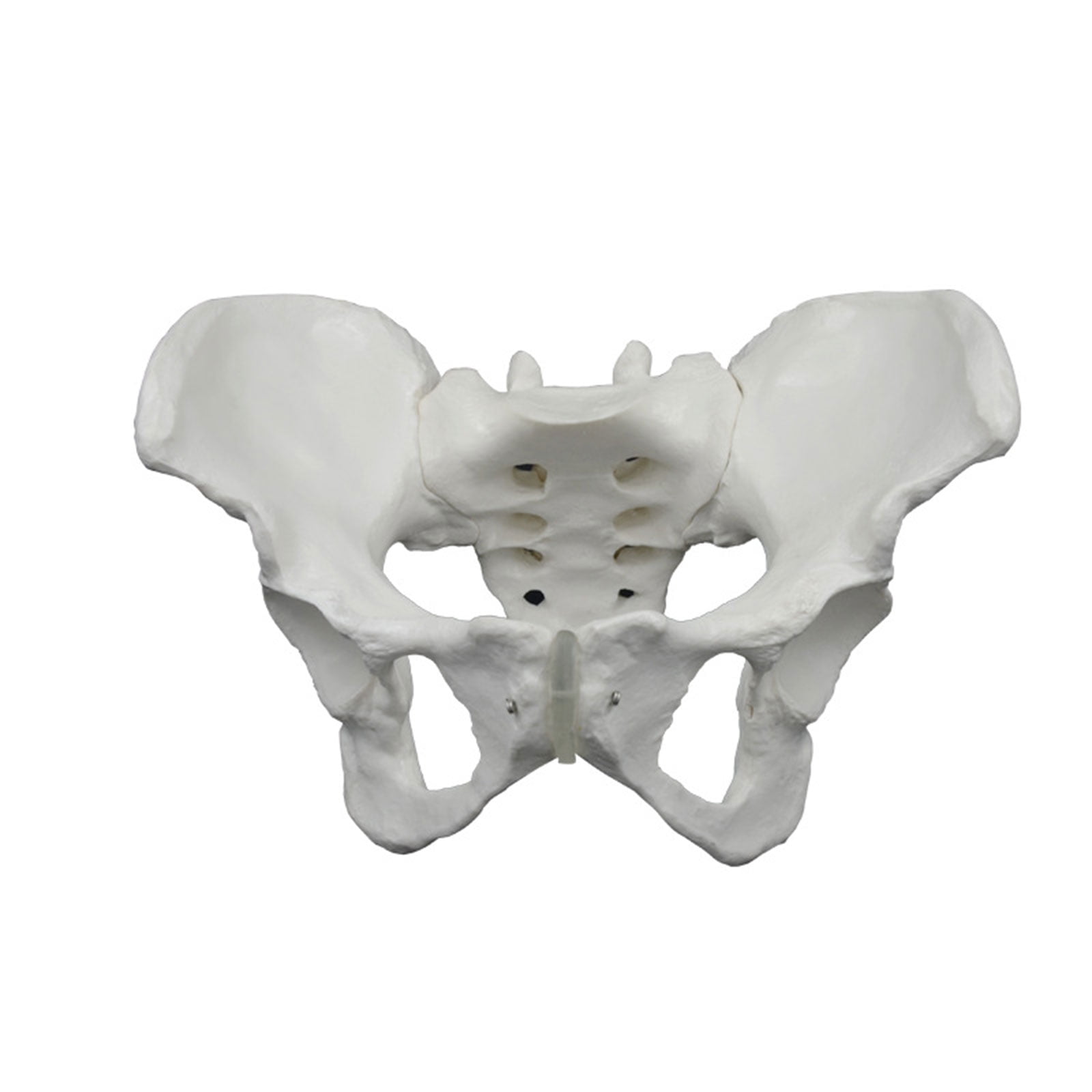 Anatomical Female Pelvis Model Life Size for Obstetric and Gynaecology ...