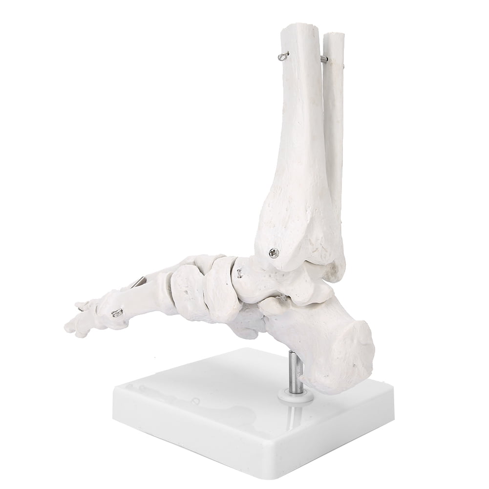 Anatomical Foot and Ankle Joint Model - Interactive Teaching Aid with ...