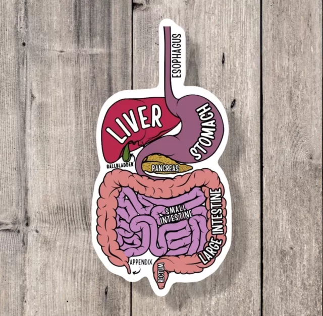 Anatomical Gi Tract Anatomy Medical Nurse Healthcare Water Bottle Vinyl ...